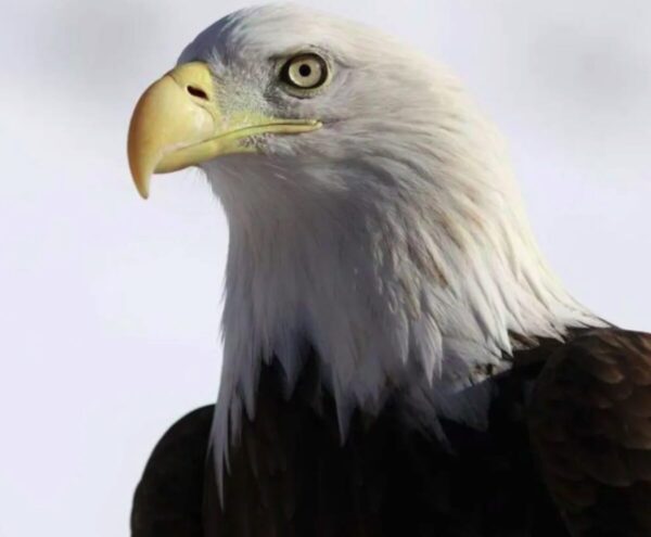 Celebrating America’s Regal Symbol: The Bald Eagle’s Official National ...